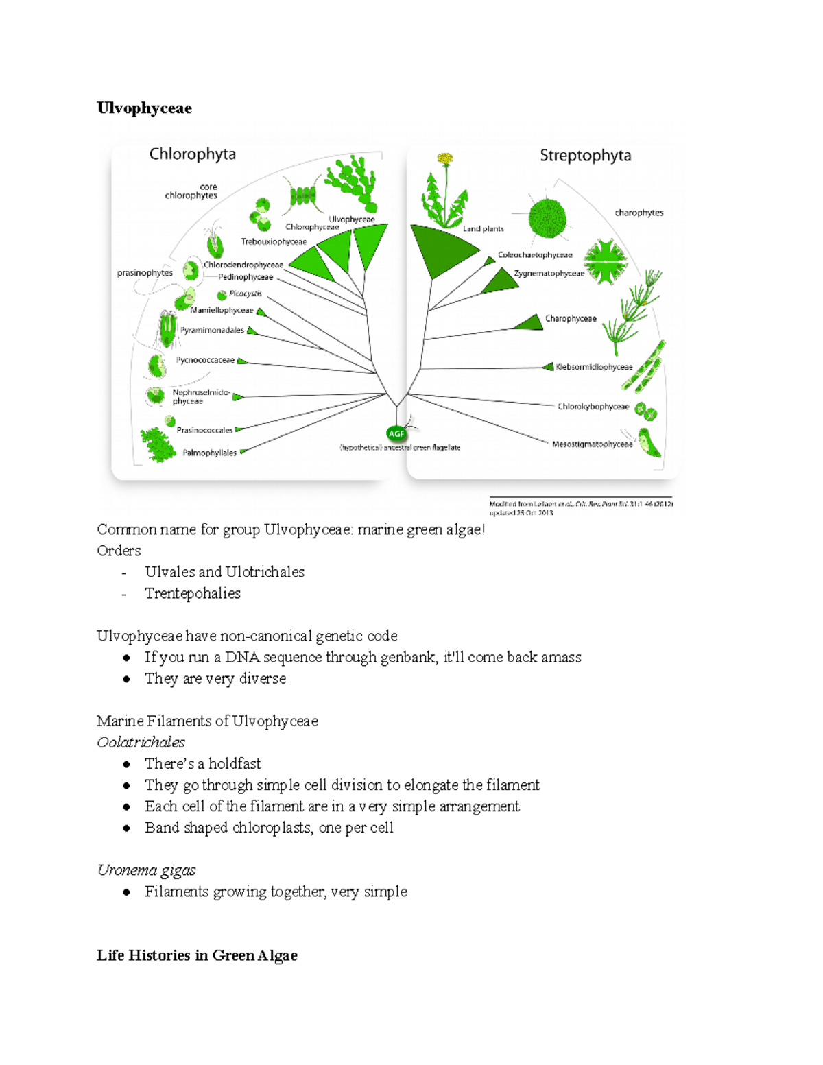 Ulvophyceae Dasyclads - Ulvophyceae Common name for group Ulvophyceae ...