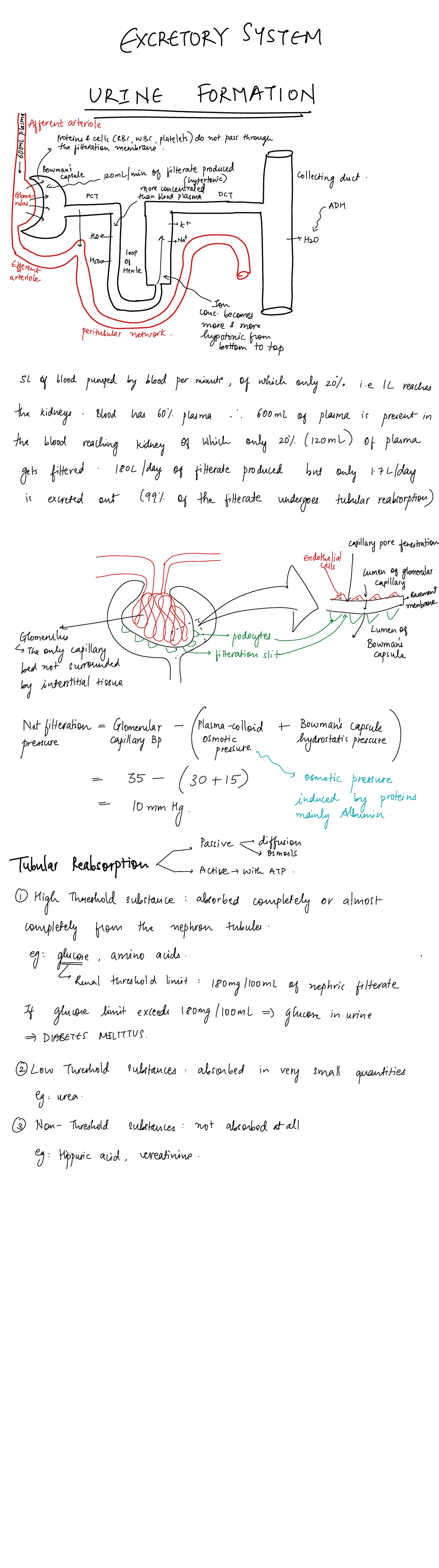 Excretory system - Professor: Dr Jorge Chedrese Urine Formation ...