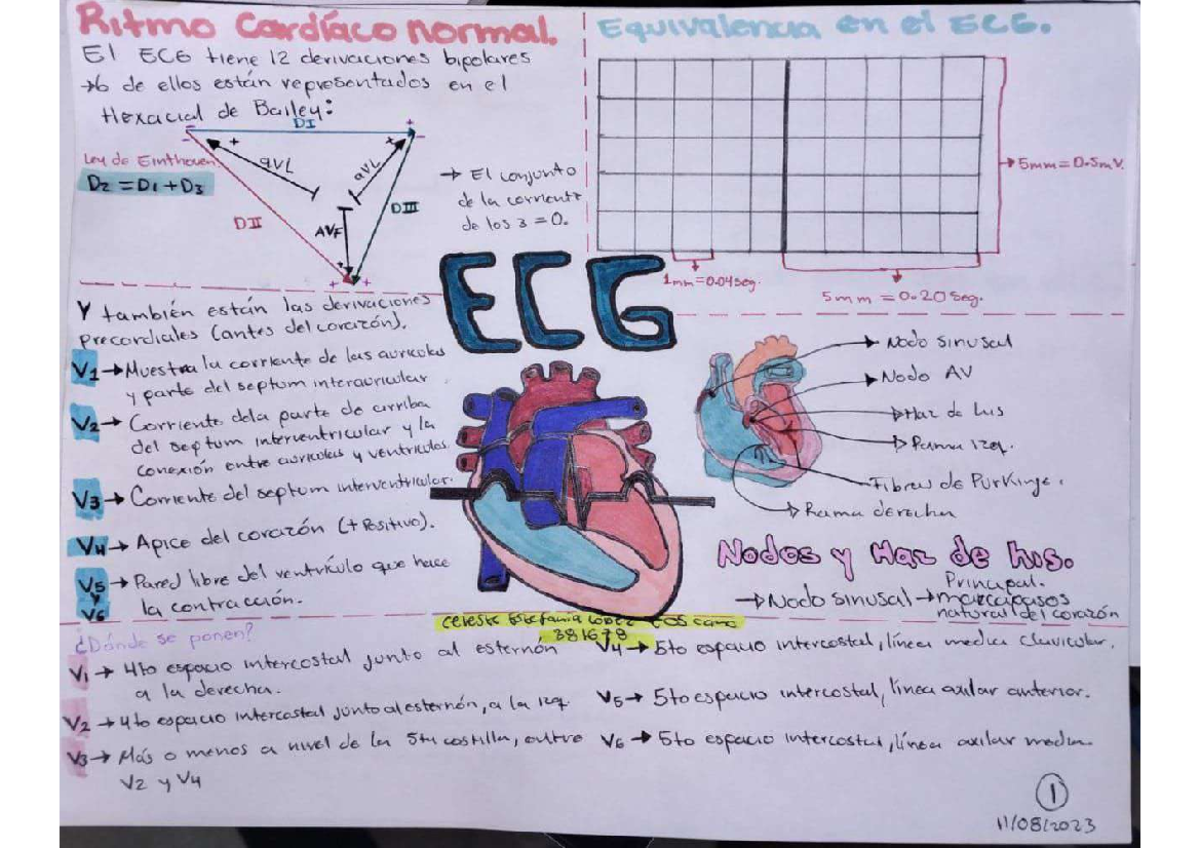 Mapa mental de ECG - Aparato Cardiovascular - Studocu