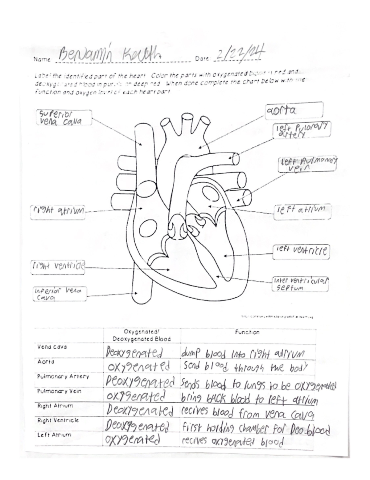 Right Atrium - Heart labels - HSC2100 - Studocu