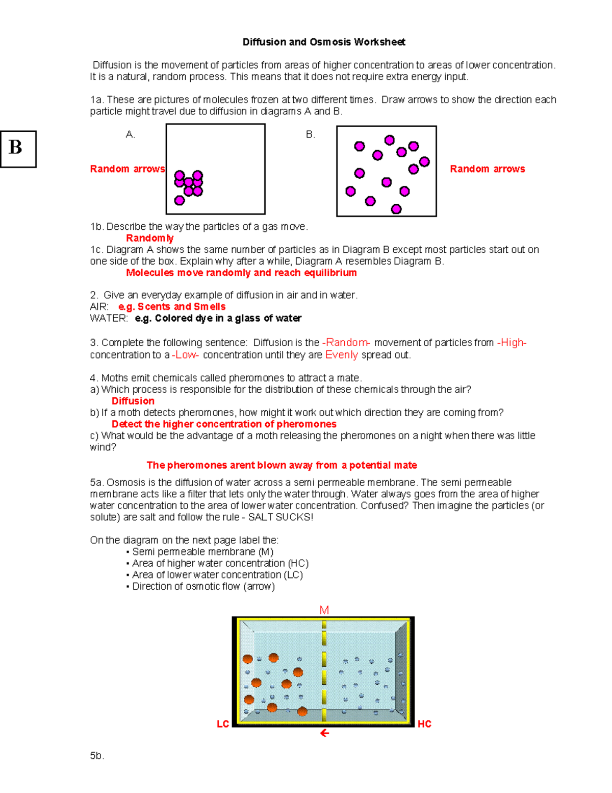 Diffusion and Osmosis Worksheet KEY 08 - Diffusion and Osmosis ...