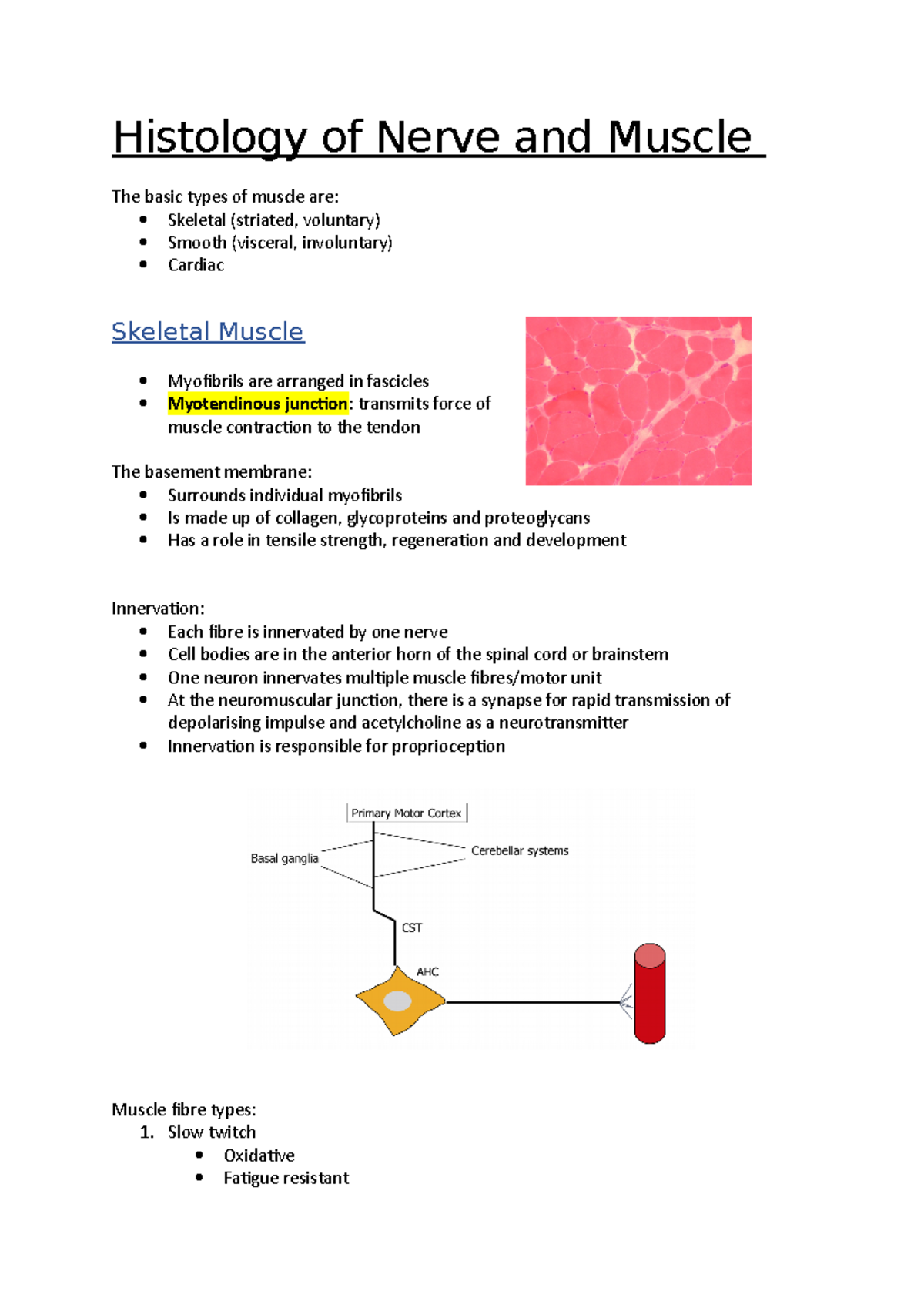 Histology of Nerve and Muscle - Slow twitch Oxidative Fatigue resistant ...