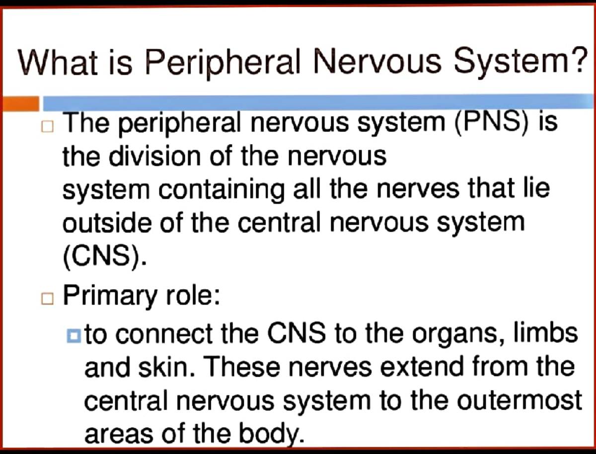 PNS - peripheral nervous system (PNS) - Human Anatomy And Physiology I ...