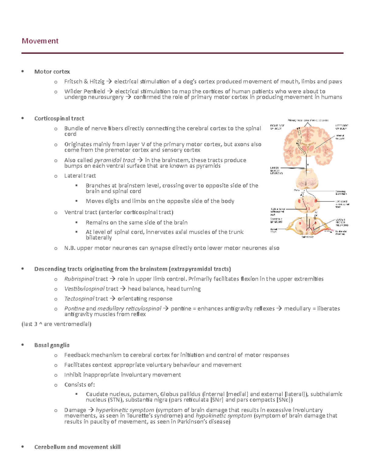 Movement - Movement Motor cortex o Fritsch & Hitzig electrical ...