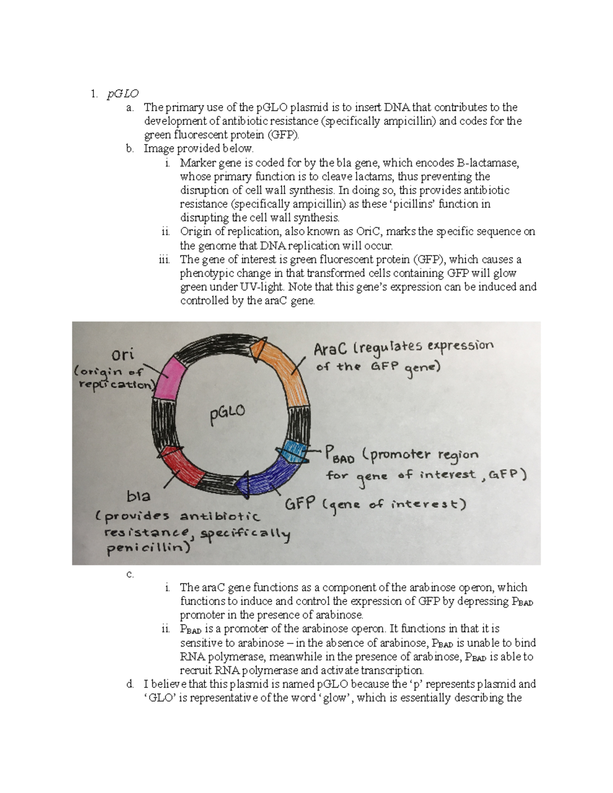 BIO 325 L - Homework 10 - comprehensive lecture notes for genetics that ...