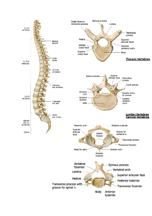 RBM1100 Anatomy of the Trunk studentworksheet 2A - RBM1100 Anatomy of ...
