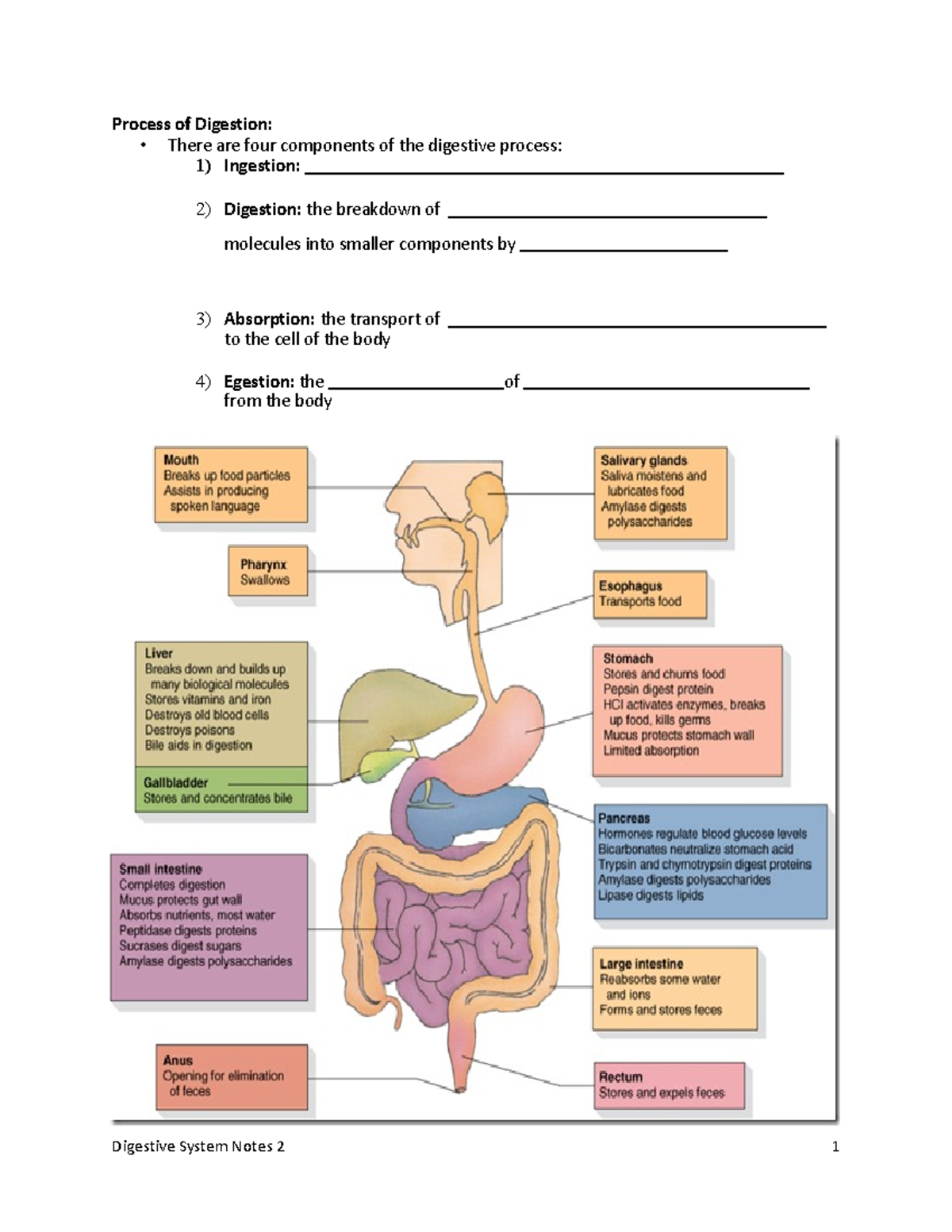 Digestive Notes 2 - yes - Process of Digestion: • There are four ...