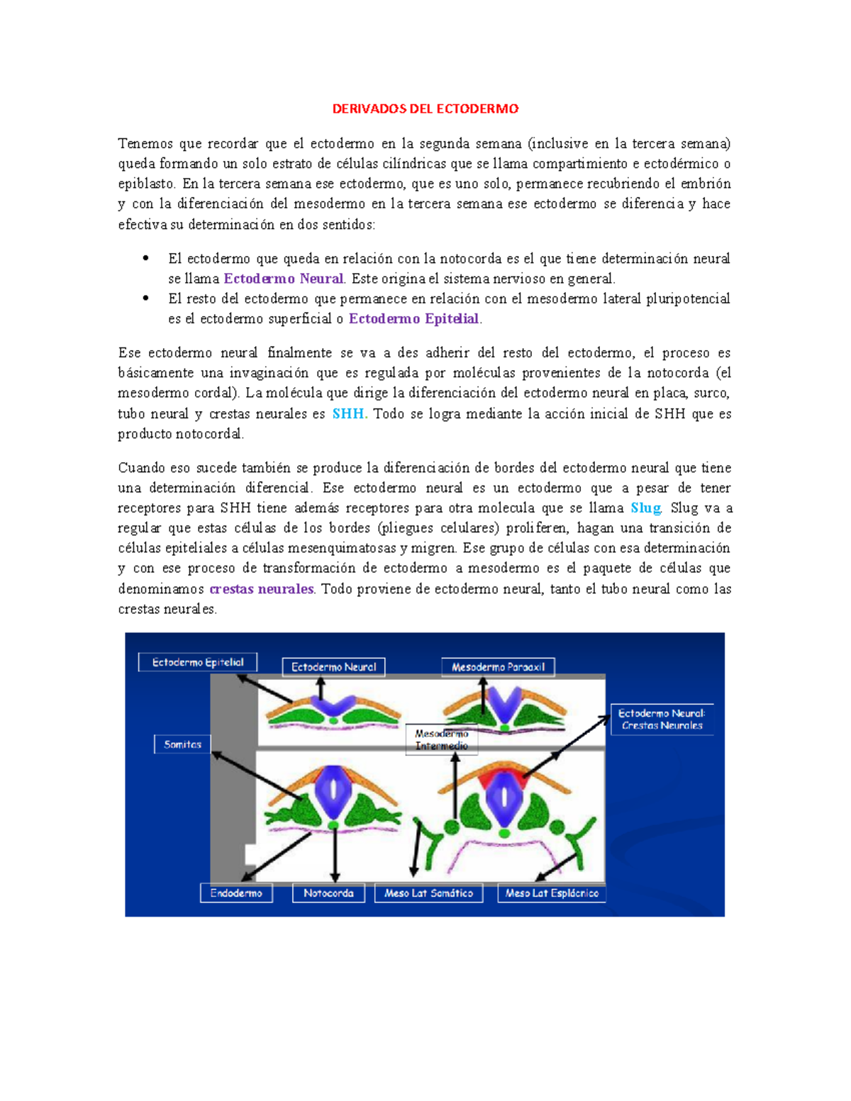 Derivados DEL Ectodermo - DERIVADOS DEL ECTODERMO Tenemos que recordar ...