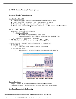 Rule of Nines Worksheet - Using the Rule of Nines, calculate the total ...