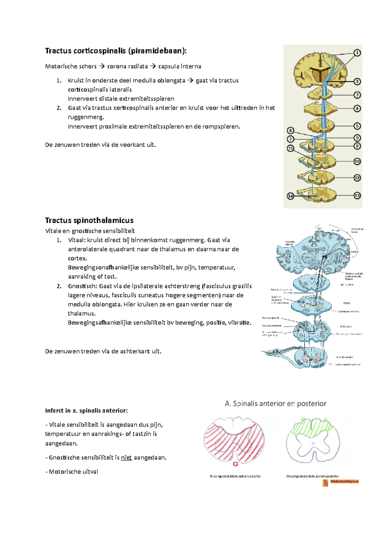 Handige plaatjes tracti anatomie - Tractus corticospinalis ...