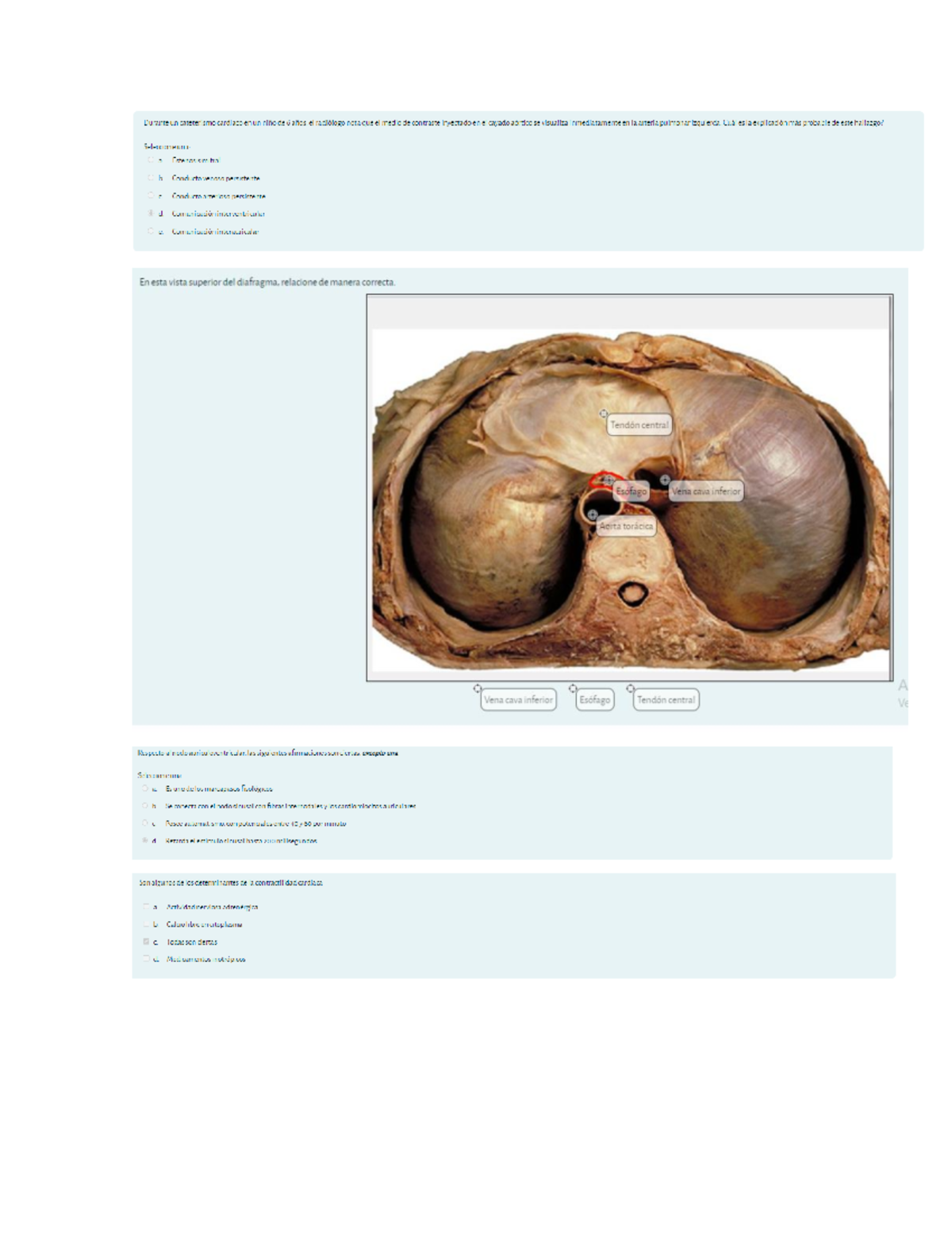 Parcial 2 - Anatomía comparada - Studocu