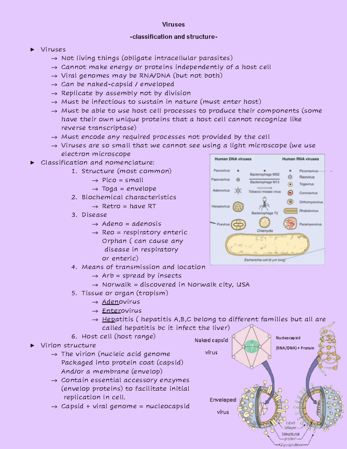 Viruses summary - Nucleocapsid (RNA/DNA) + Protein Naked capsid virus ...