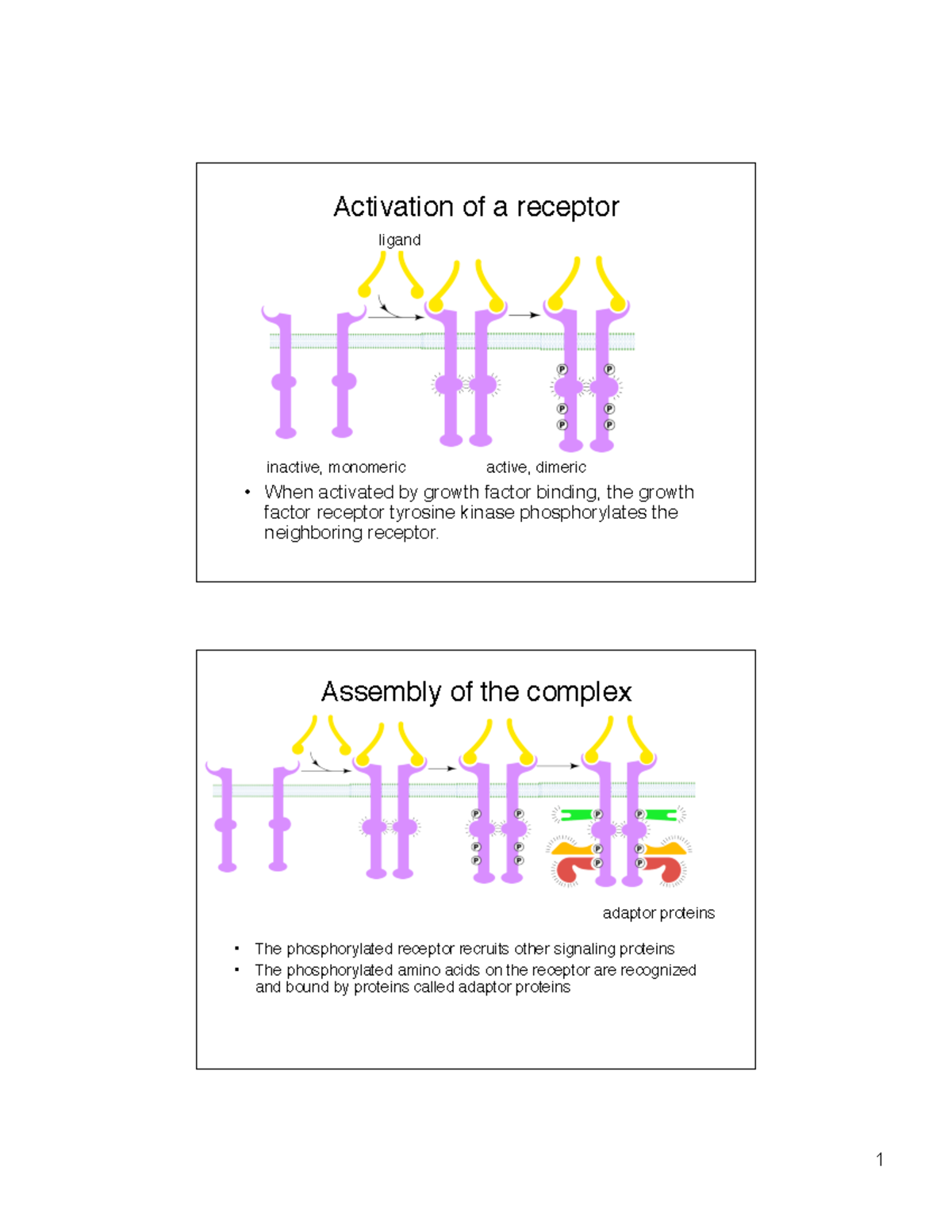 Lecture notes, lecture 21-Life Sciences 1A - Activation of a receptor ...