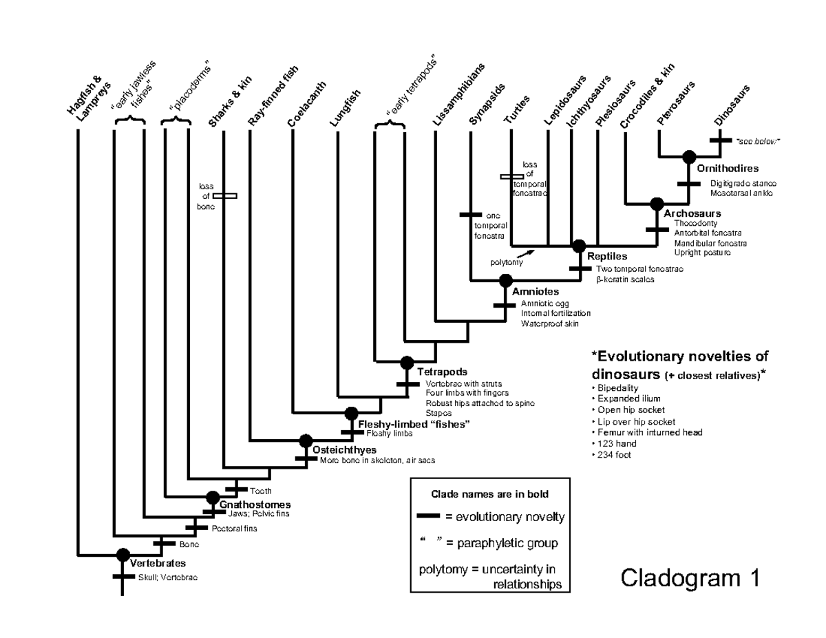 Cladogram 1 vertebrates - Sharks & kin Ray Coelacanth Synapsids Turtles ...