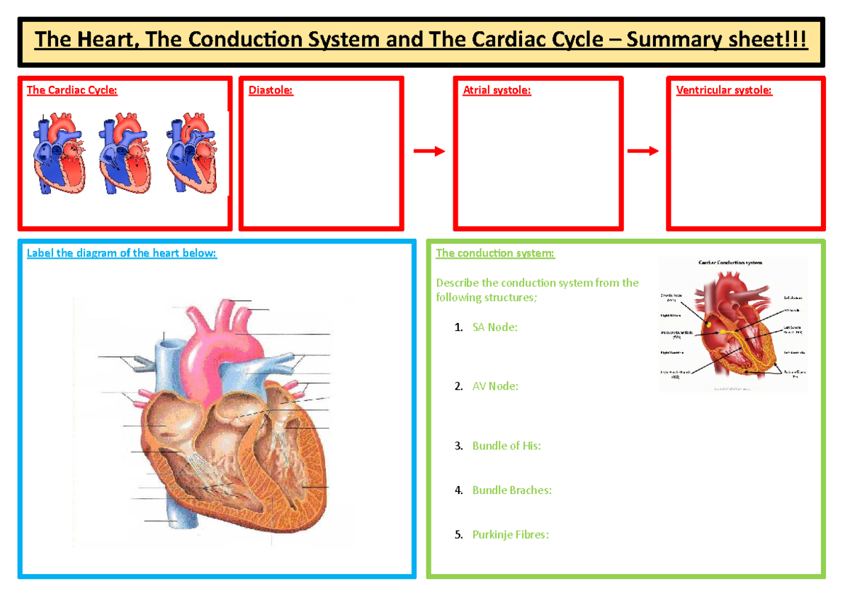 CV Summary Sheet - Revision - The Heart, The Conduction System and The ...