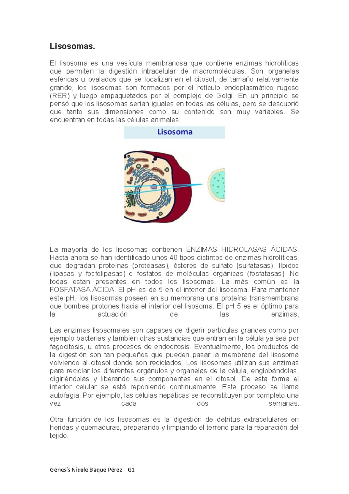 Lisosomas y Peroxisomas - Lisosomas. El lisosoma es una vesícula ...