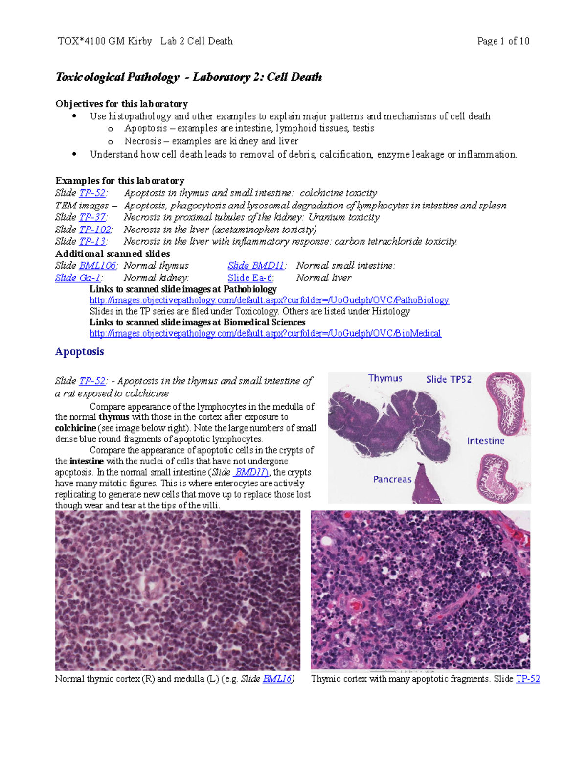 Lab 2 - notes - Toxicological Pathology - Laboratory 2: Cell Death ...