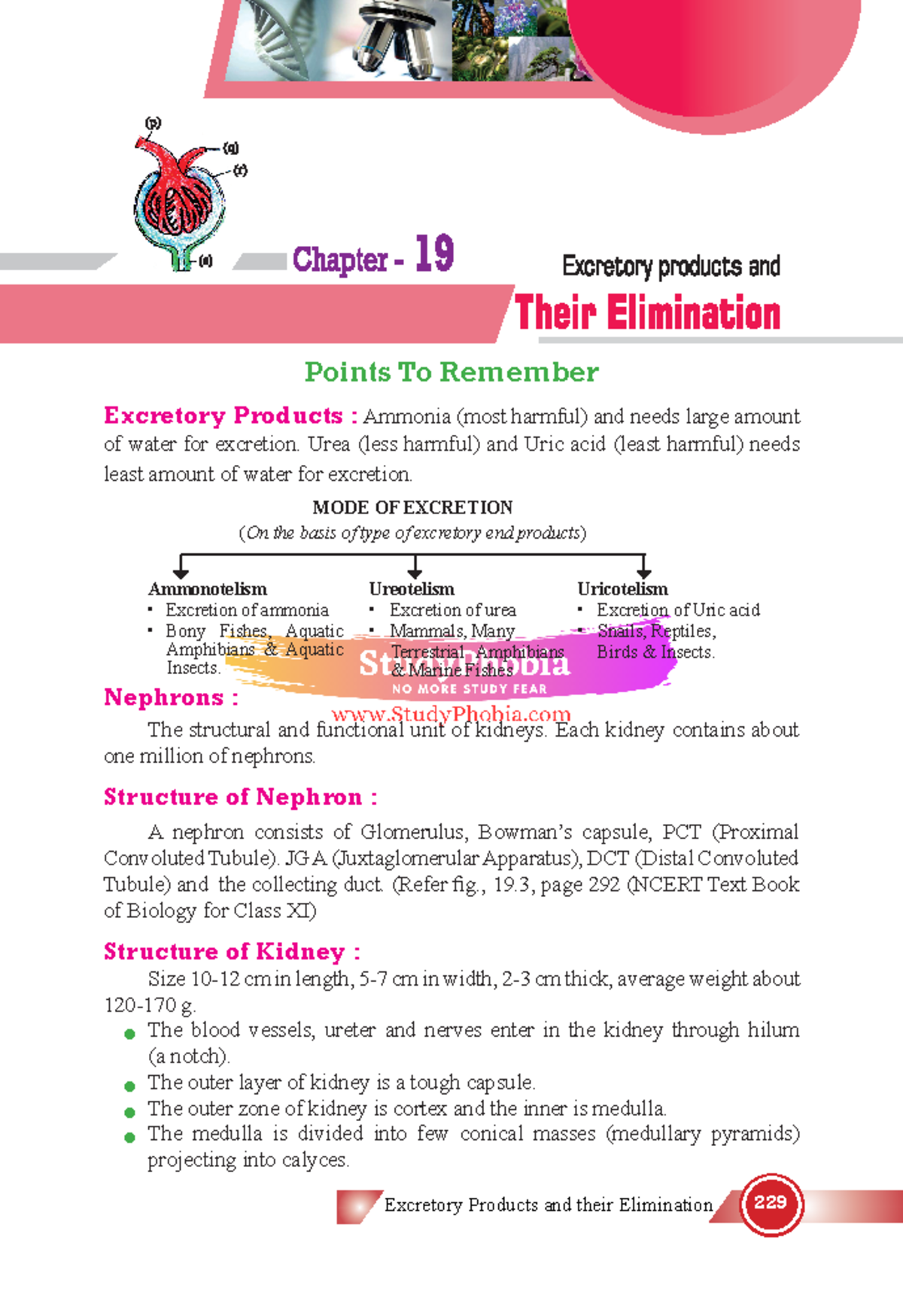 19. Excretory Products and their Elimination - Urea (less harmful) and ...