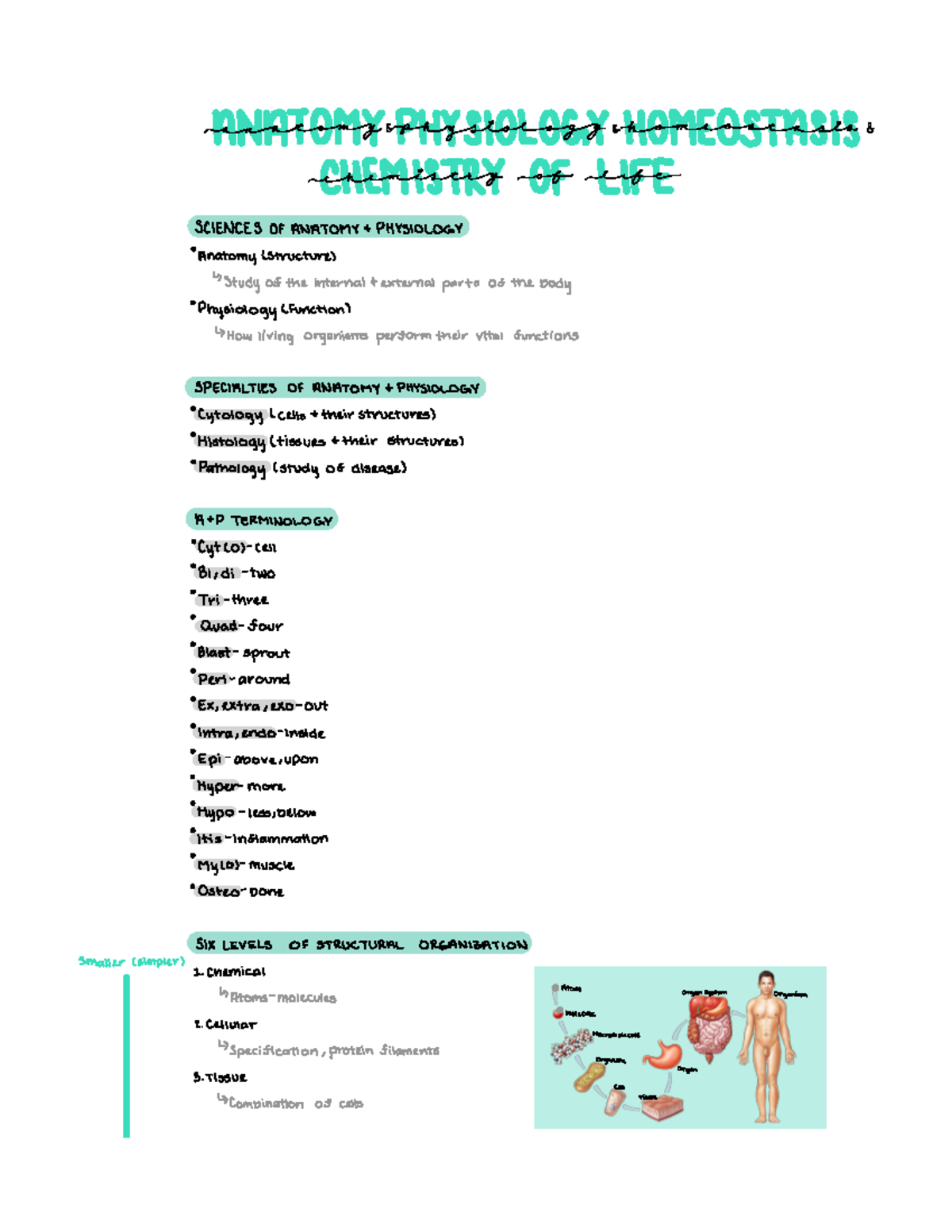 Topic 1 Anatomy, Physiology, Homeostasis, and the Chemistry of Life ...