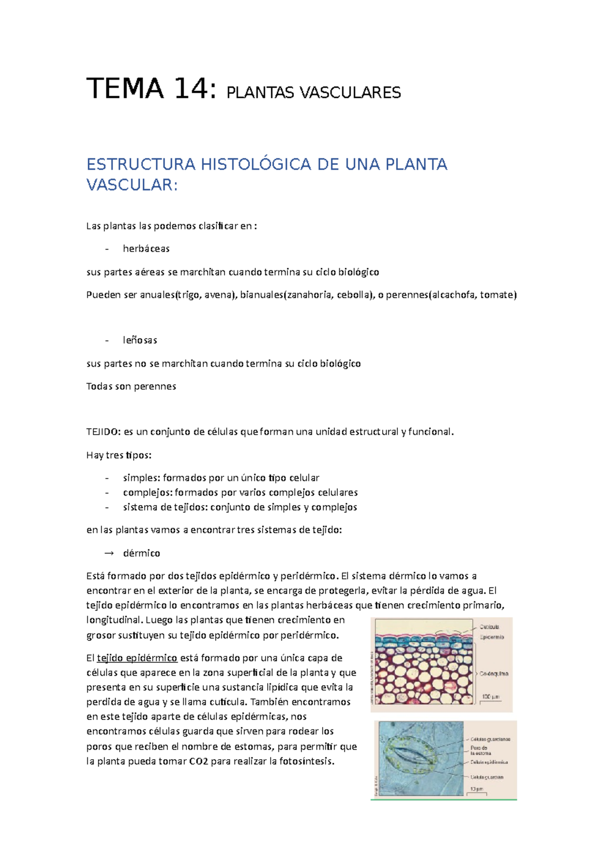 TEMA 14 Estructura de las plantas - TEMA 14: PLANTAS VASCULARES ...