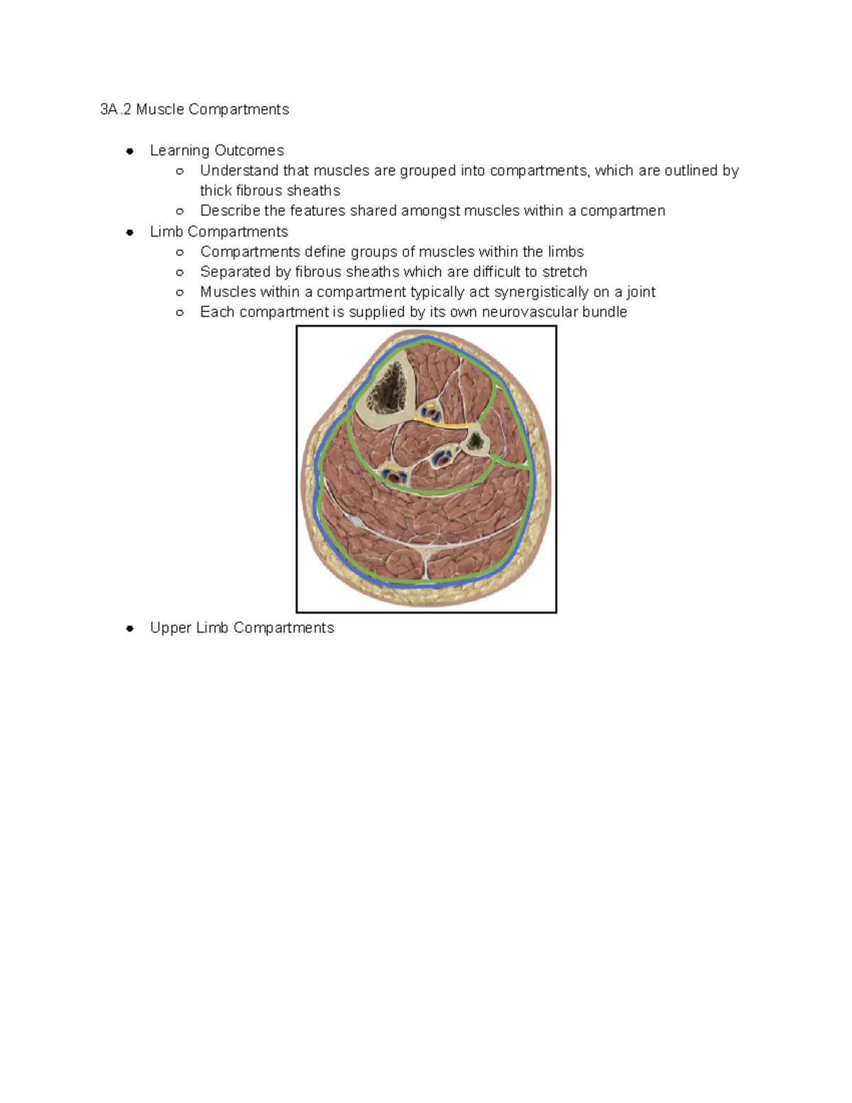 Tricept - 3A Muscle Compartments Learning Outcomes Understand that ...