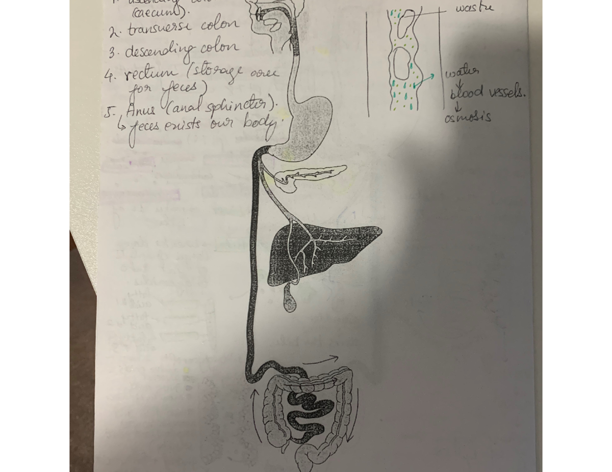 Digestive system 3 - Notes - Studocu