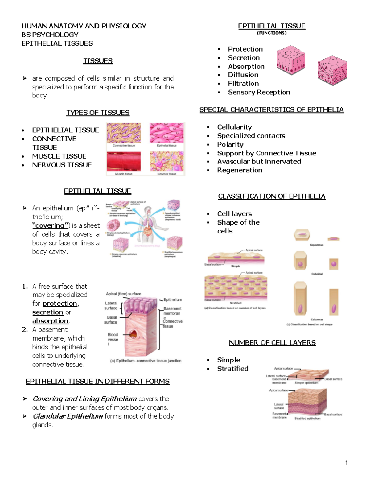 Epithelial Tissue - 1 HUMAN ANATOMY AND PHYSIOLOGY BS PSYCHOLOGY ...