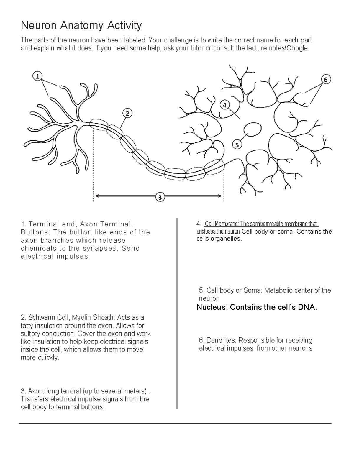 PYB304 Neuron Anatomy Activity - PYB304 - QUT - Studocu