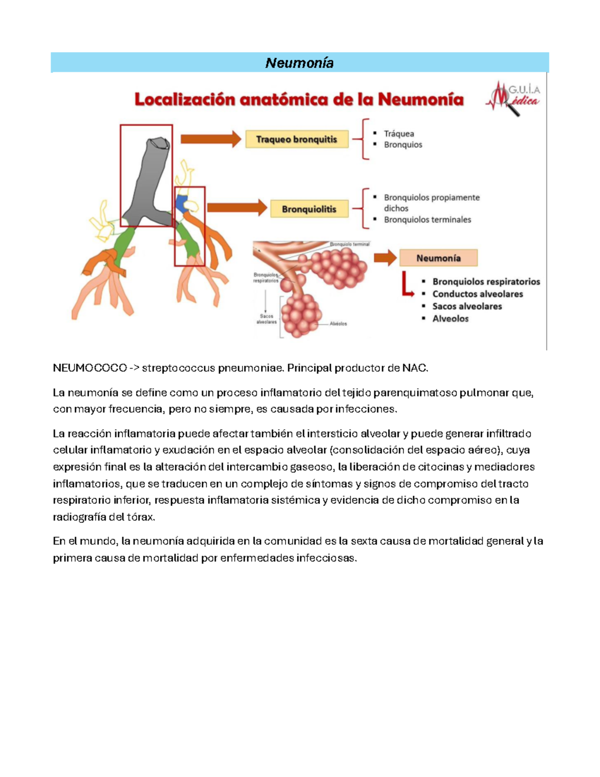 Neumonía - Neumonía NEUMOCOCO - > streptococcus pneumoniae. Principal ...
