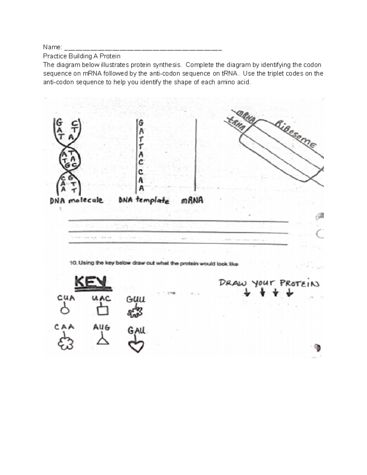 Protein Biological processes - BIOL 101 - Name