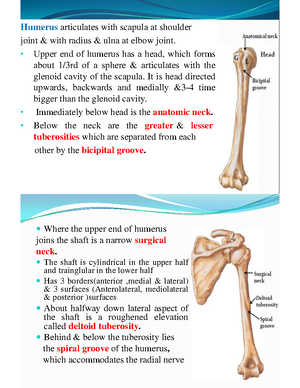 Head and Neck - Head and Neck - Head and Neck Mesenchyme for formation ...