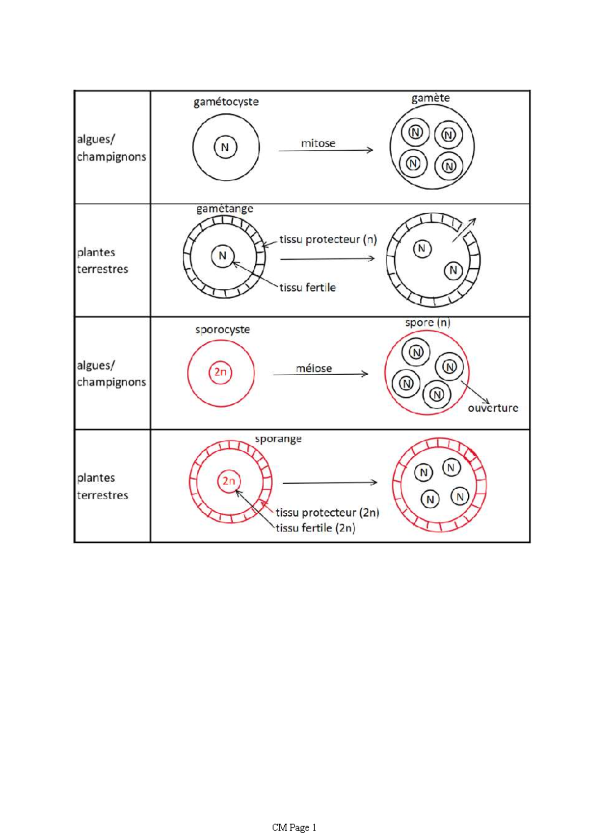 Mitose et méiose - Résumé Biologie végétale 1 - gamétocyste gamète N N ...