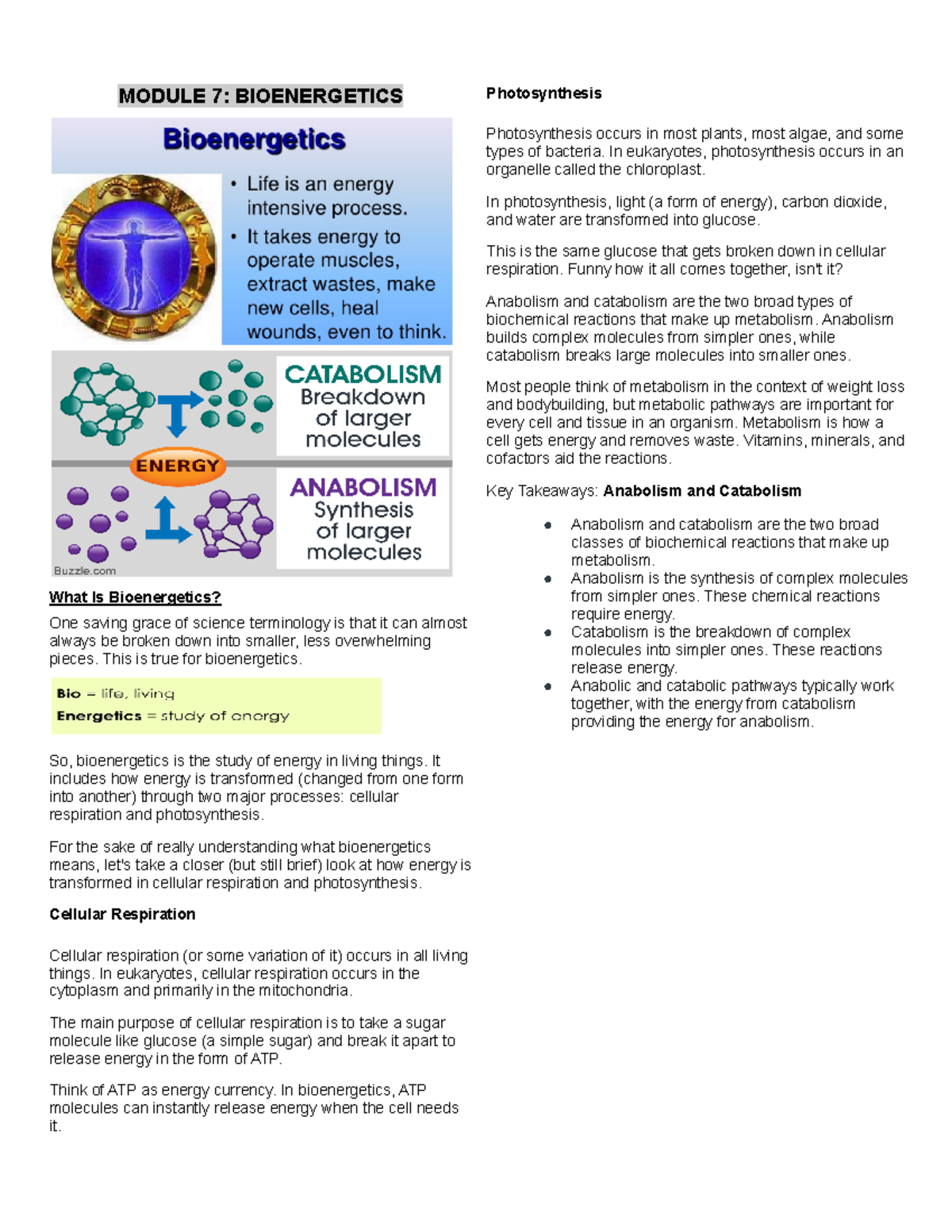 Module 7 Bioenergetics - MODULE 7: BIOENERGETICS What Is Bioenergetics ...