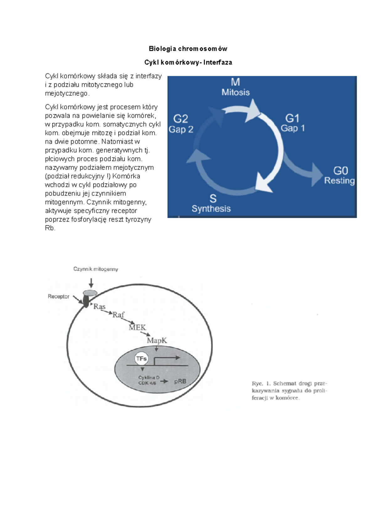 Regulacja cyklu kom - Notatki z wykładu - Biologia chromosomów Cykl ...