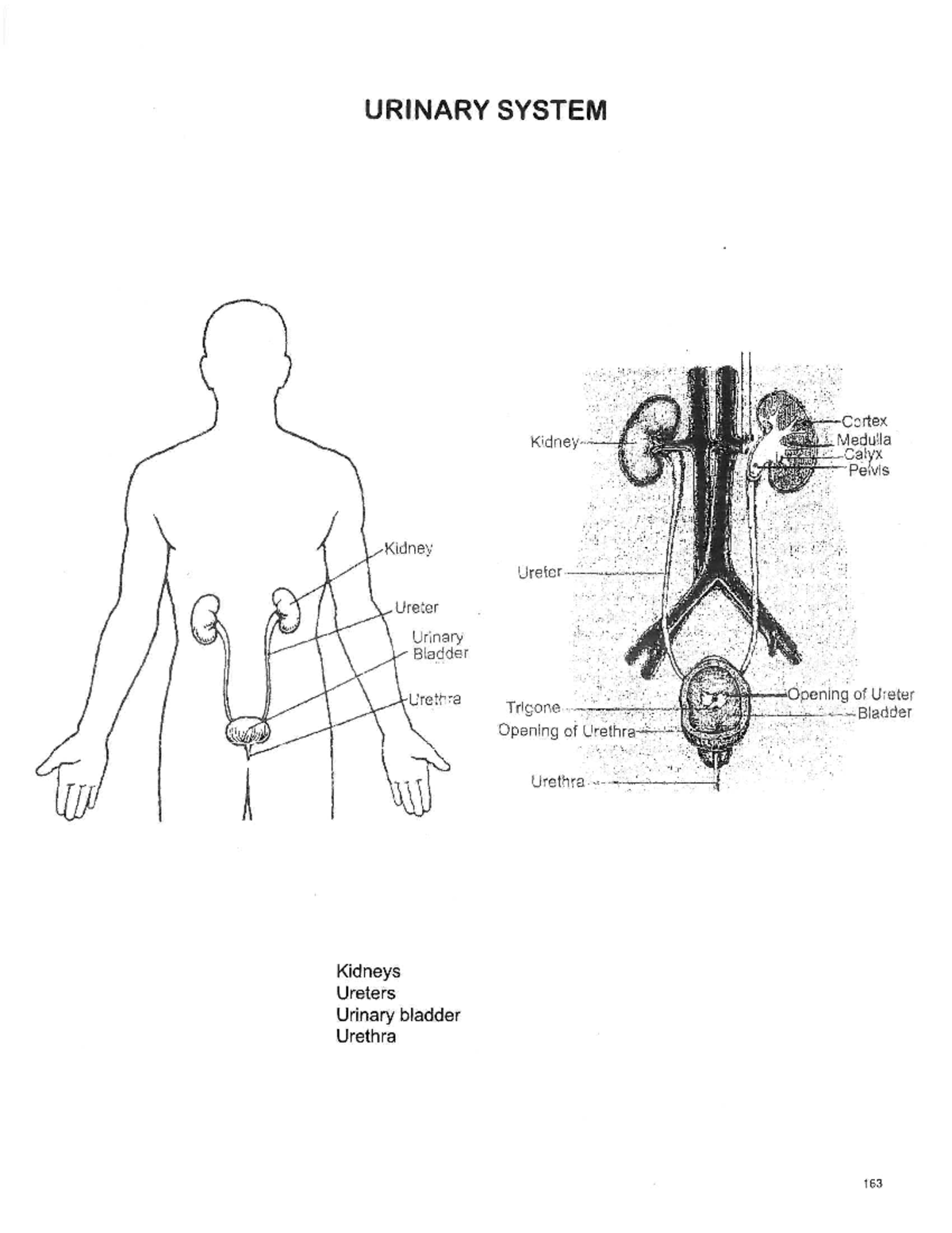 Urinary System Anatomy Review Notes - NUR 4904 - Studocu