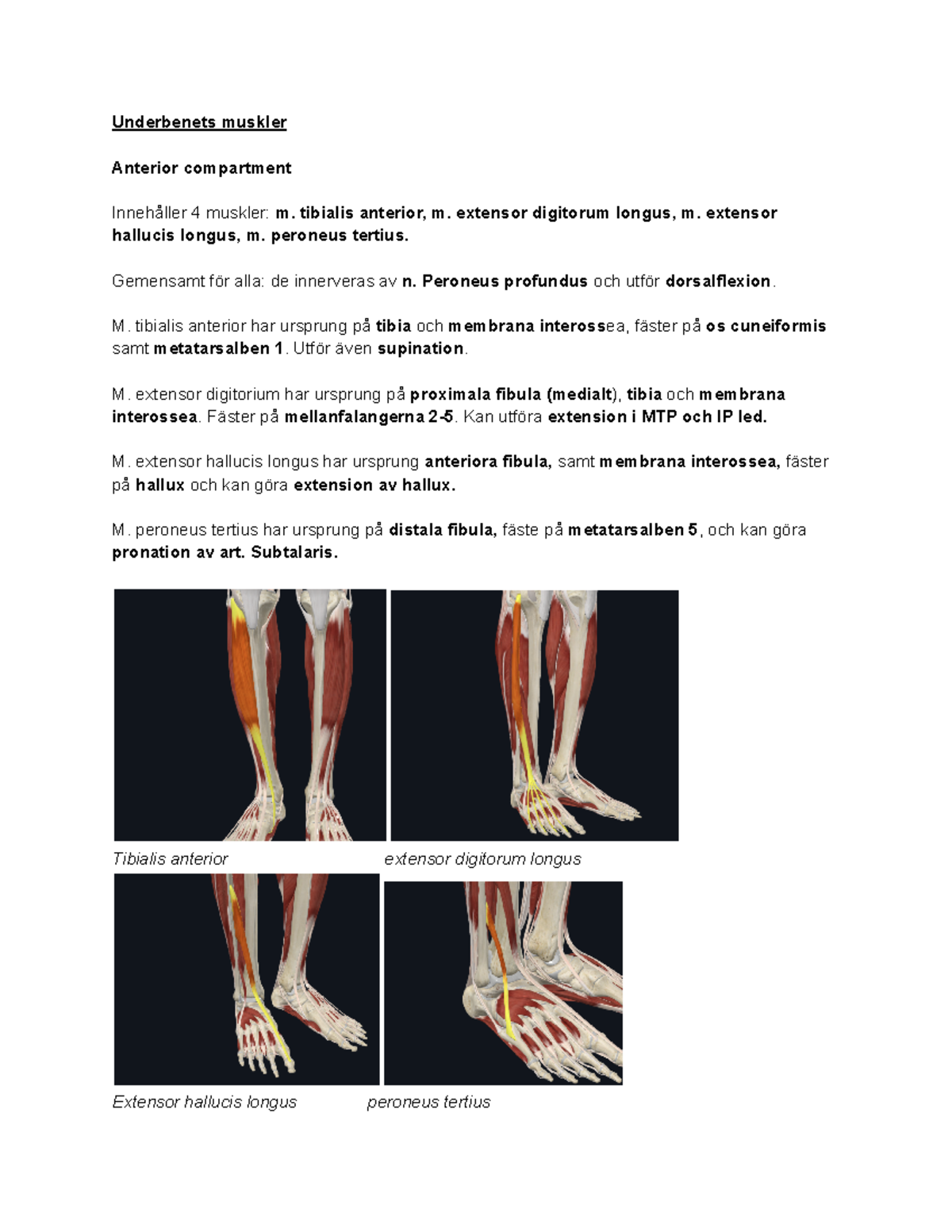 Underbenets muskler - Underbenets muskler Anterior compartment ...