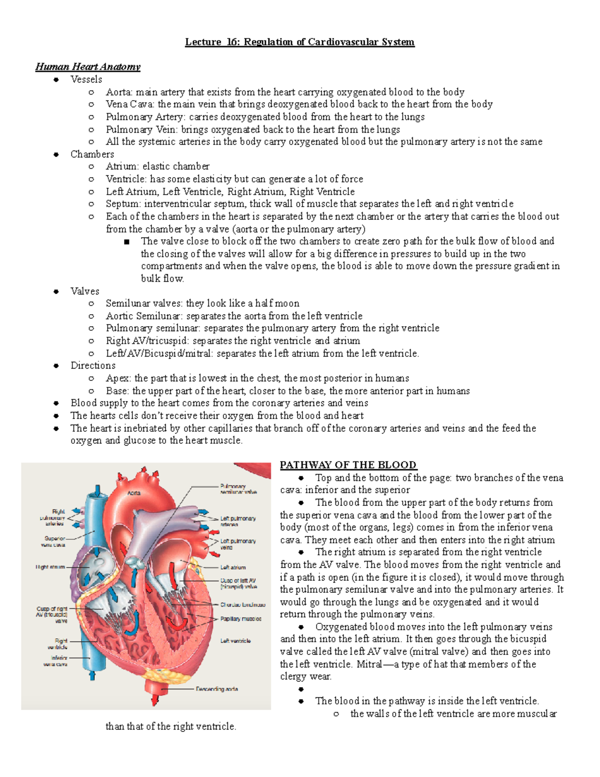 Lec16Regulationof Cardiovascular System - Lecture 16: Regulation of ...