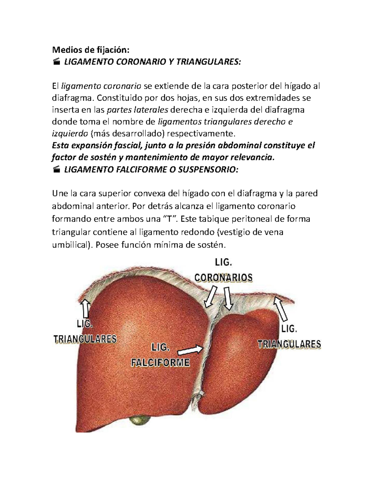 Digestivo higado - Medios de fijación: LIGAMENTO CORONARIO Y ...
