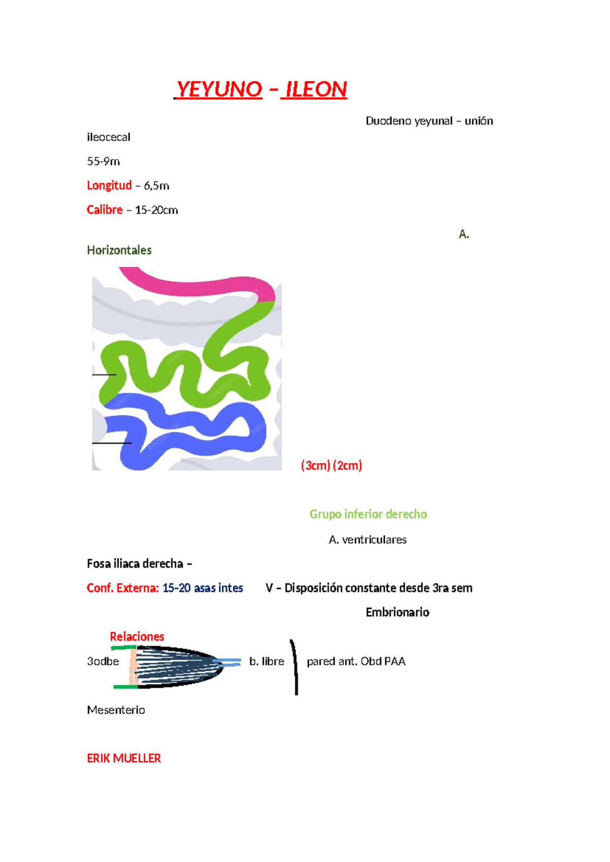 Yeyuno - YEYUNO – ILEON Duodeno yeyunal – unión ileocecal 55-9m ...