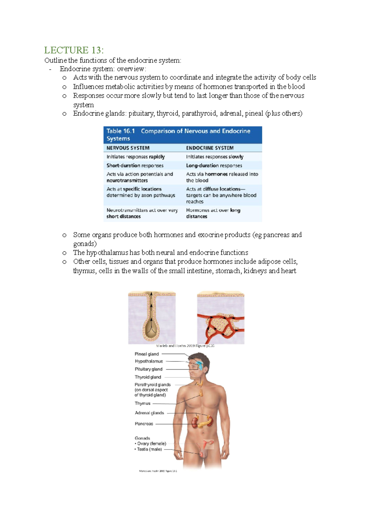 Bio1203 4 - LECTURE 13: Outline the functions of the endocrine system ...