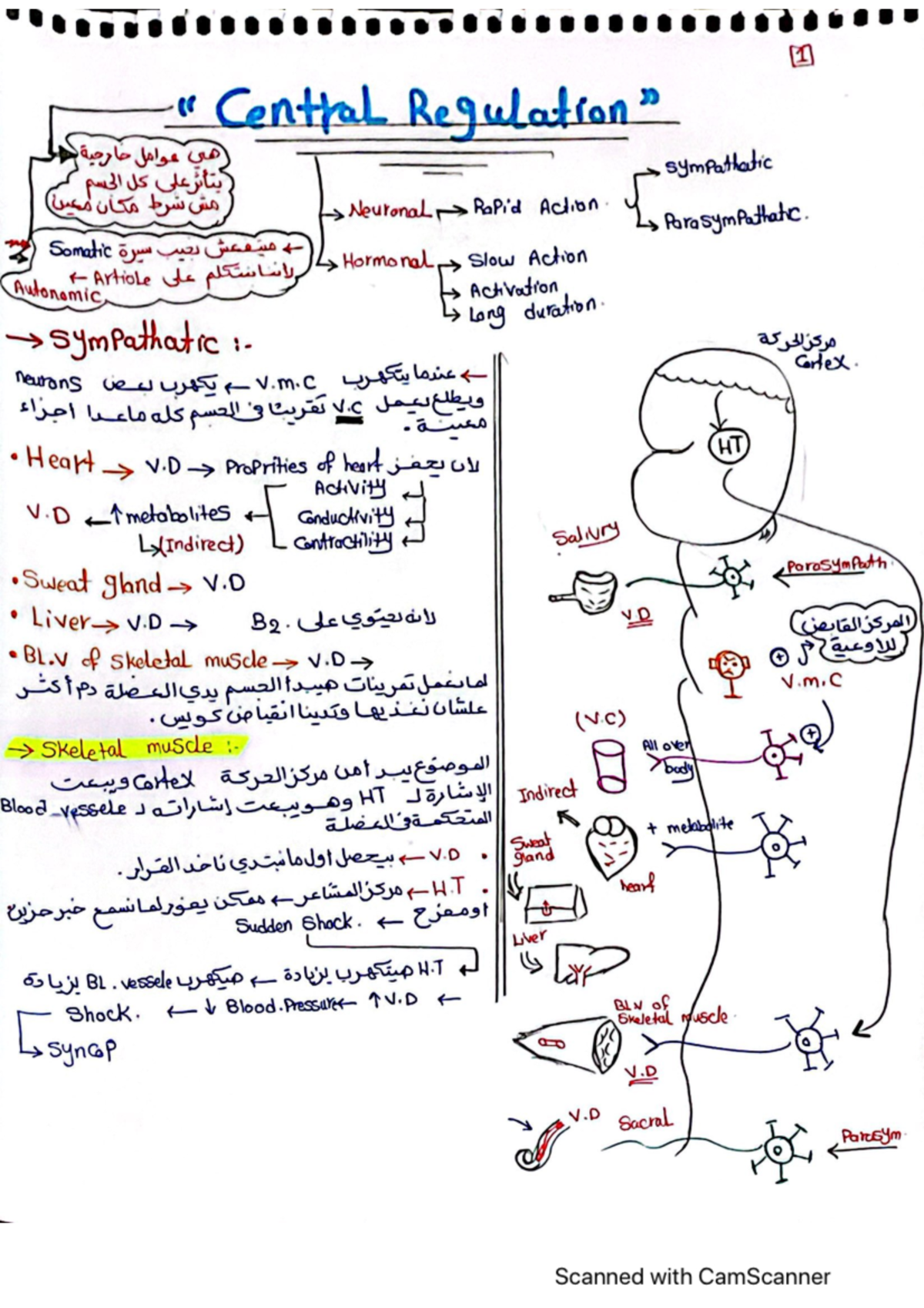 Central Regulation - Physiology - Studocu