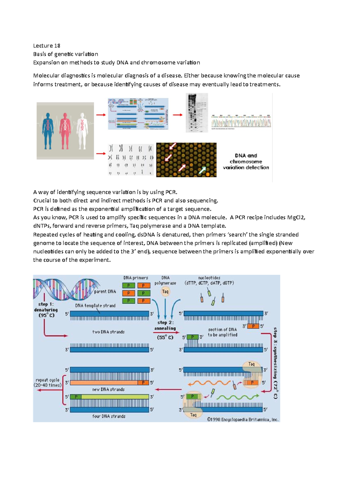 Lecture 18- Expansion on methods to study DNA and chromosome variation ...