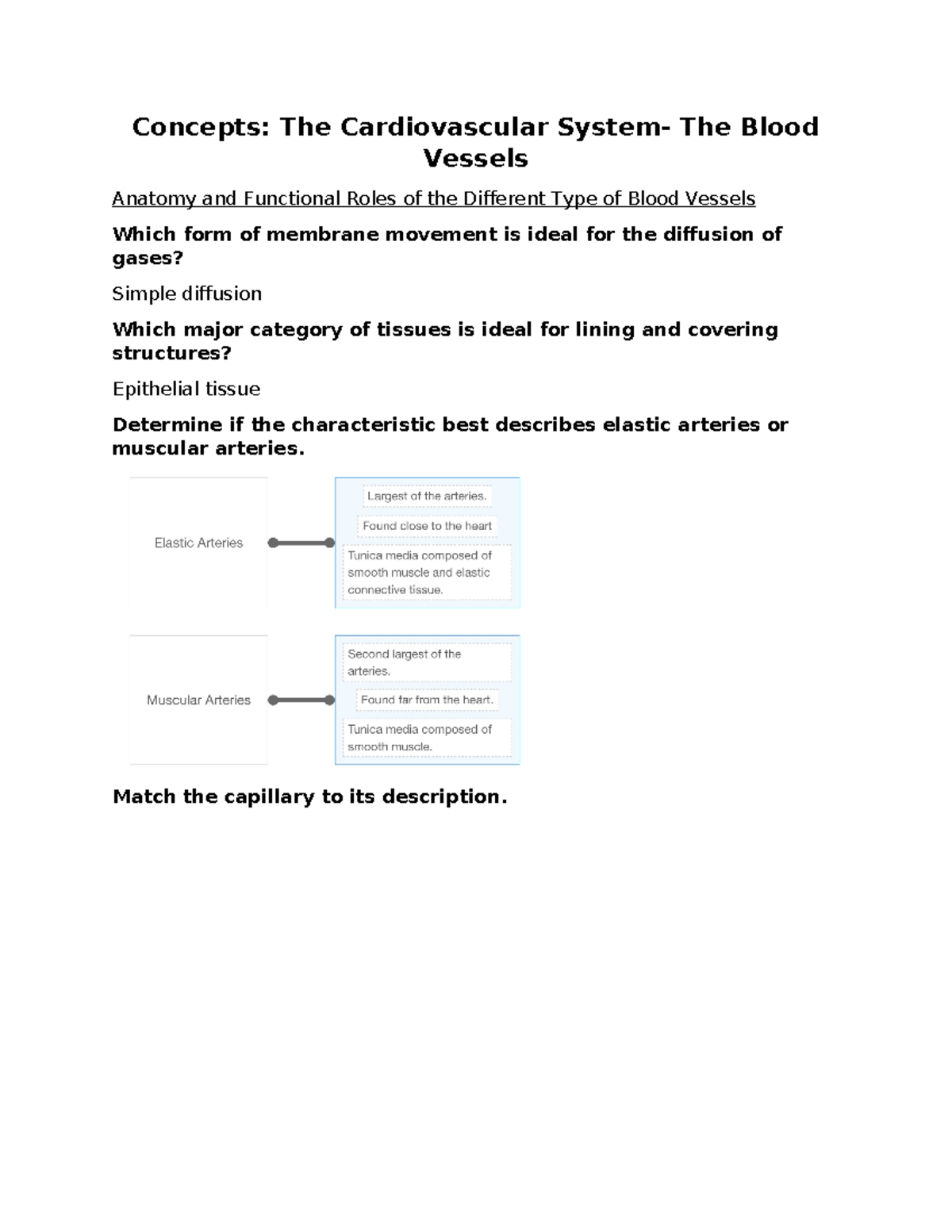Week 3 Concepts: The Cardiovascular System: The Blood Vessels ...
