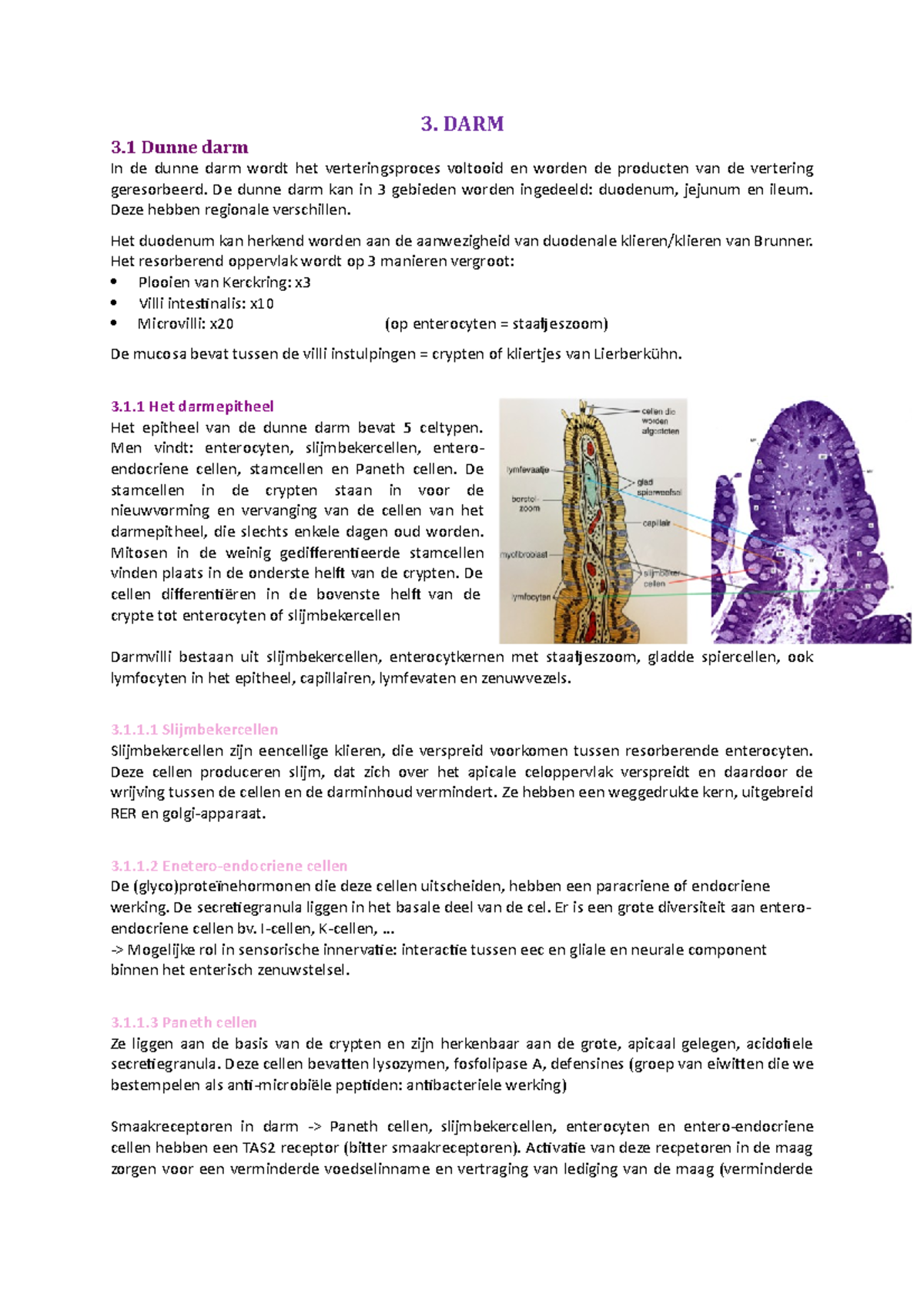 Darm - 3. DARM 3 Dunne darm In de dunne darm wordt het verteringsproces ...