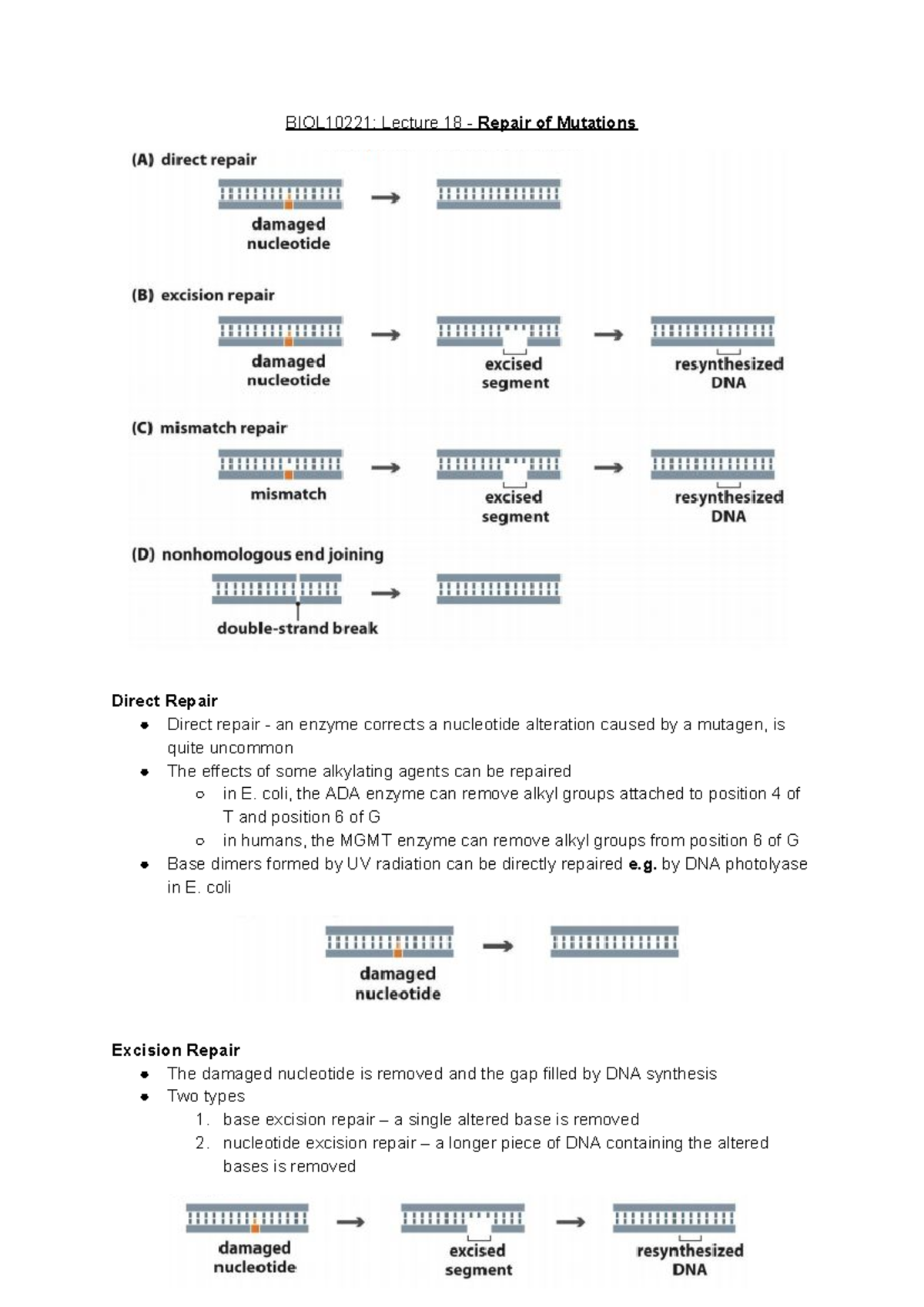 BIOL10221 Lecture 18 - Repair of Mutations - BIOL10221: Lecture 18 ...