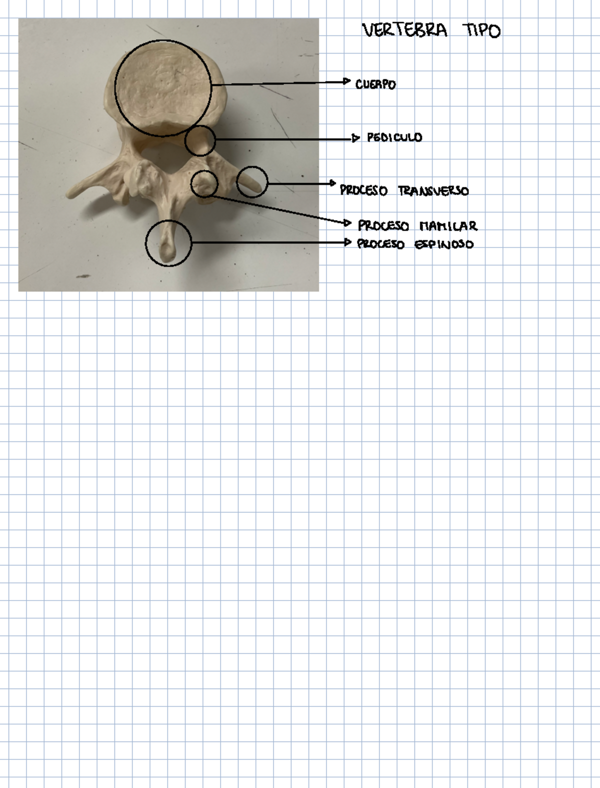 Nota 01-04-2024 - Partes de una vértebra - Anatomía - CUERPO PEDICULO ...