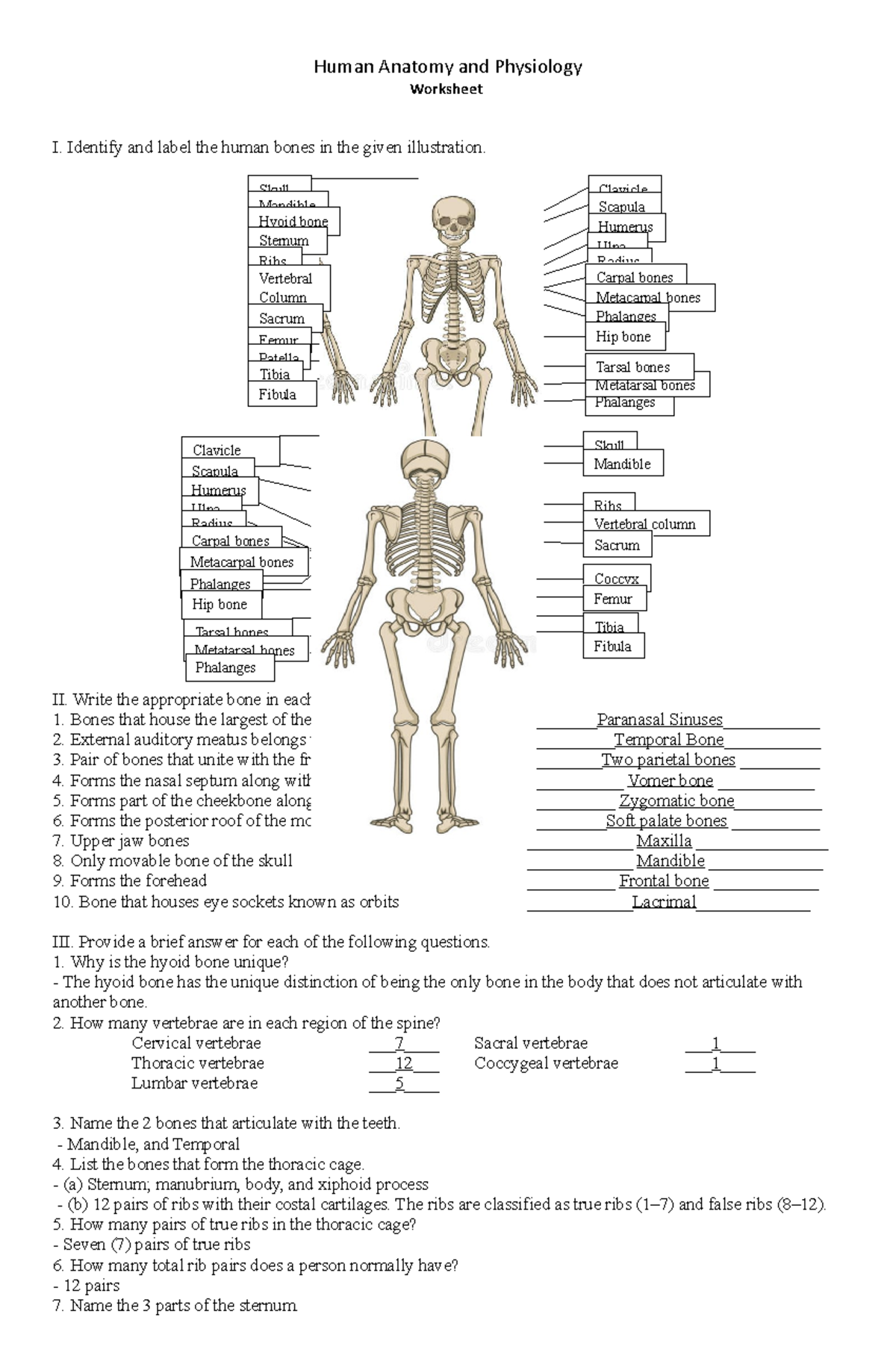 Human-Ana Phy W 5-6 - Skeletal and Muscle system activity - Human ...