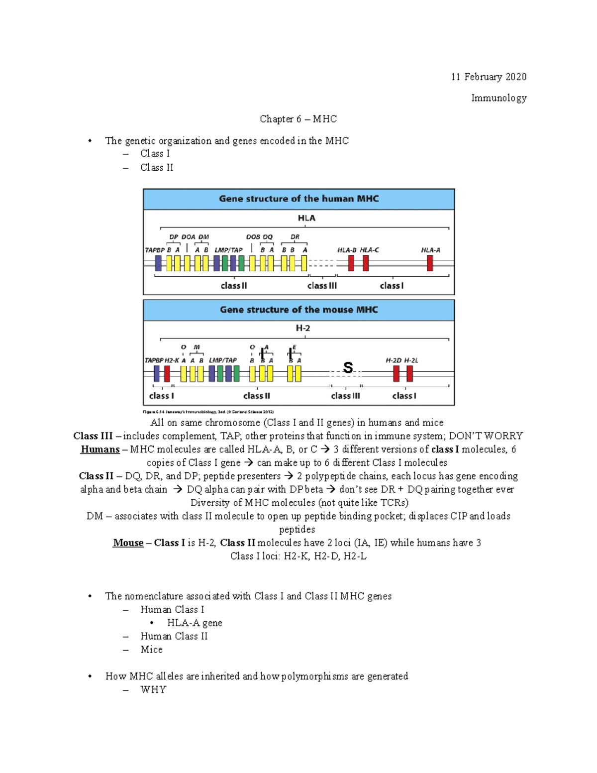11 February - Chapter 6 – MHC - 11 February 2020 Immunology Chapter 6 ...