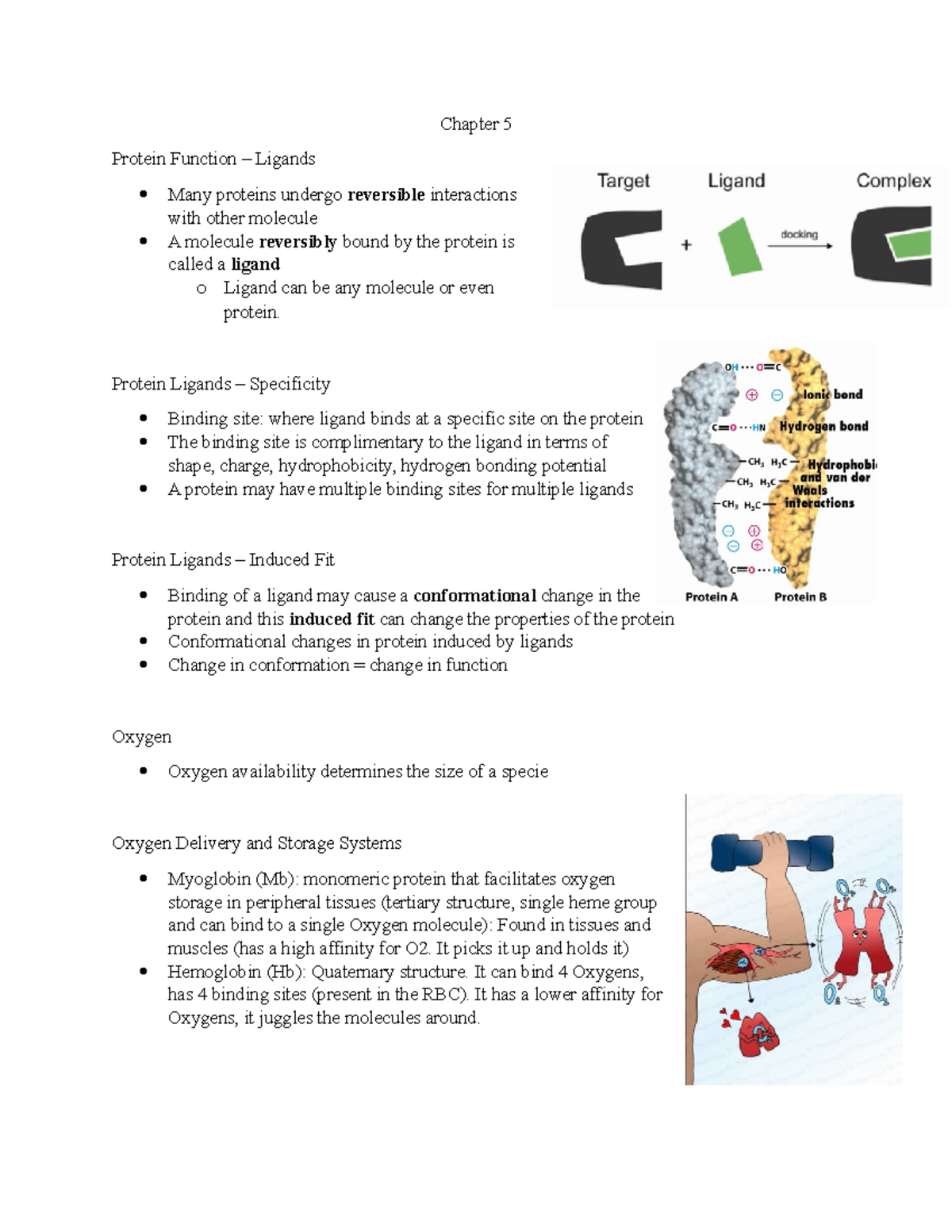 Chapter 5 - BMSC Notes Scott Napper - Chapter 5 Protein Function ...