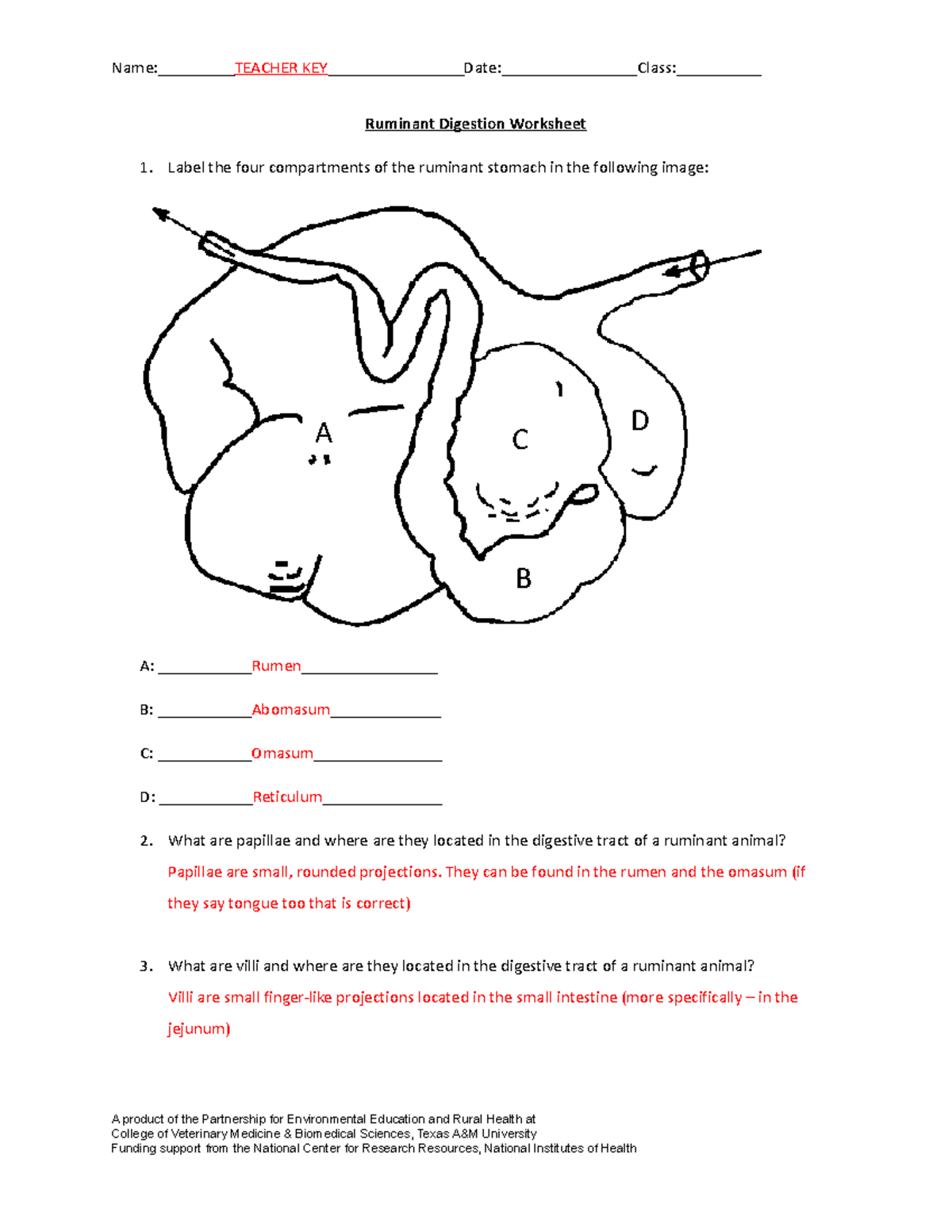 Ruminant Digestion Assessment - Name:_________TEACHER KEY ...